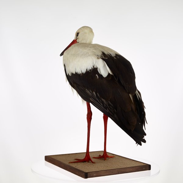 White stork