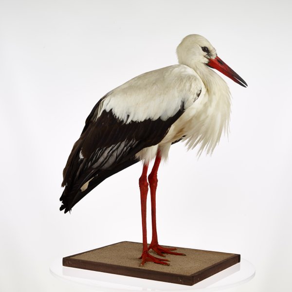 White stork