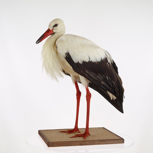 White stork